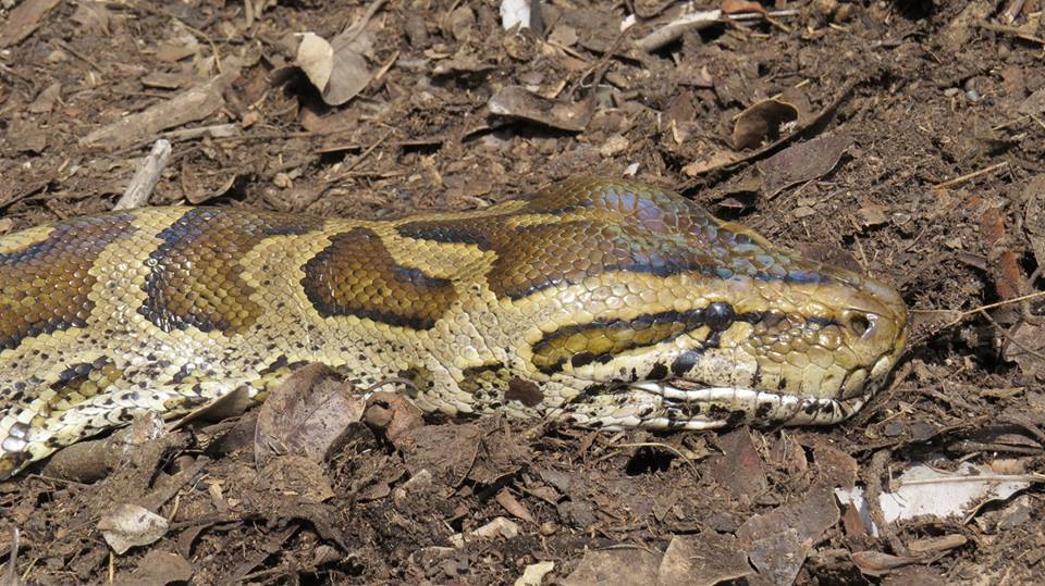 Kruger Park: African Rock Python crosses dirt road - LOOK