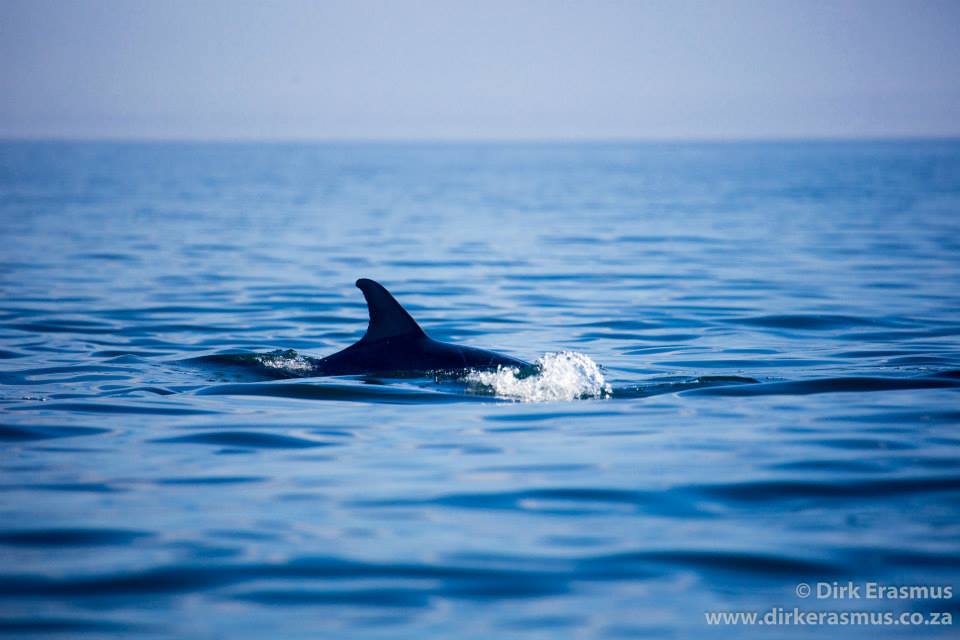 Dolphins Join PE's 3 Beaches Challenge - SA People