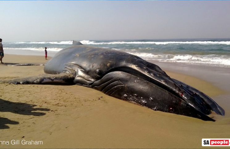 Beached Whale at Amanzimtoti - SA People