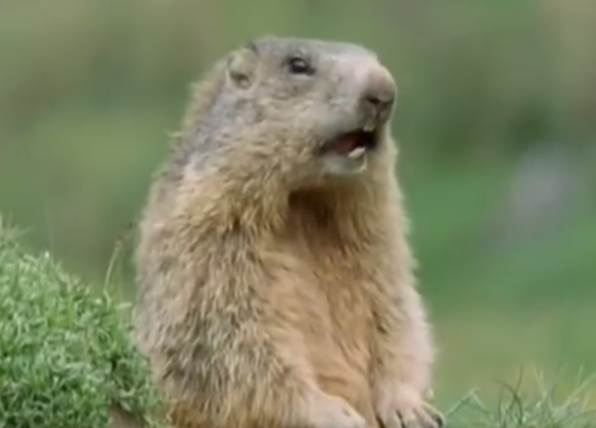 Alan! WATCH BBC's Funny Talking Animals - Walk On The Wild Side - SA People