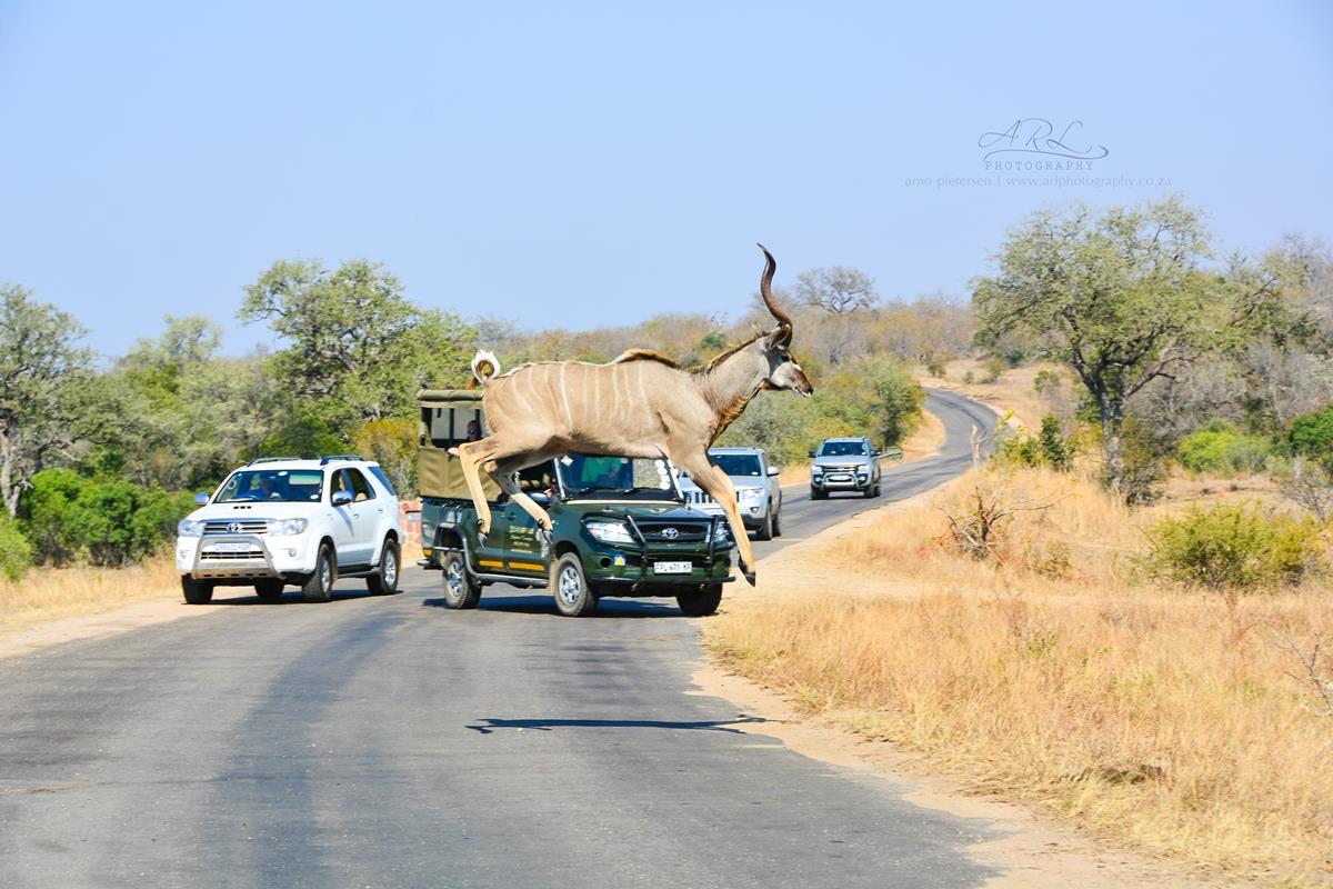 Incredible Photos of Kudu Jumping in South Africa - SA People