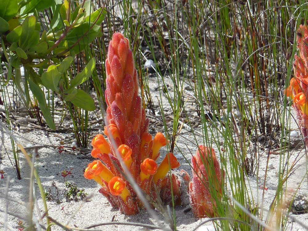 Tips to View those Fabulous Fields of Wild Spring Flowers - SA People