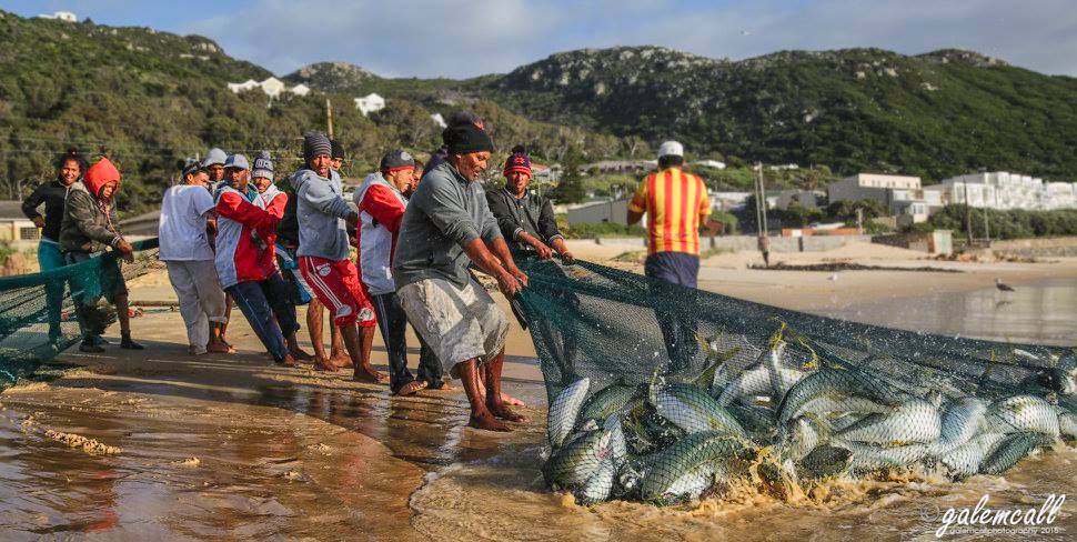 PHOTOS of Cape Fishermen and their First Yellowtail Catch of the Season ...