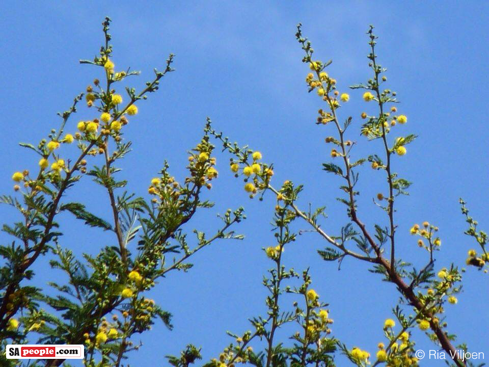 Tie a Yellow Pom-Pom to the Acacia Karroo Tree - SA People