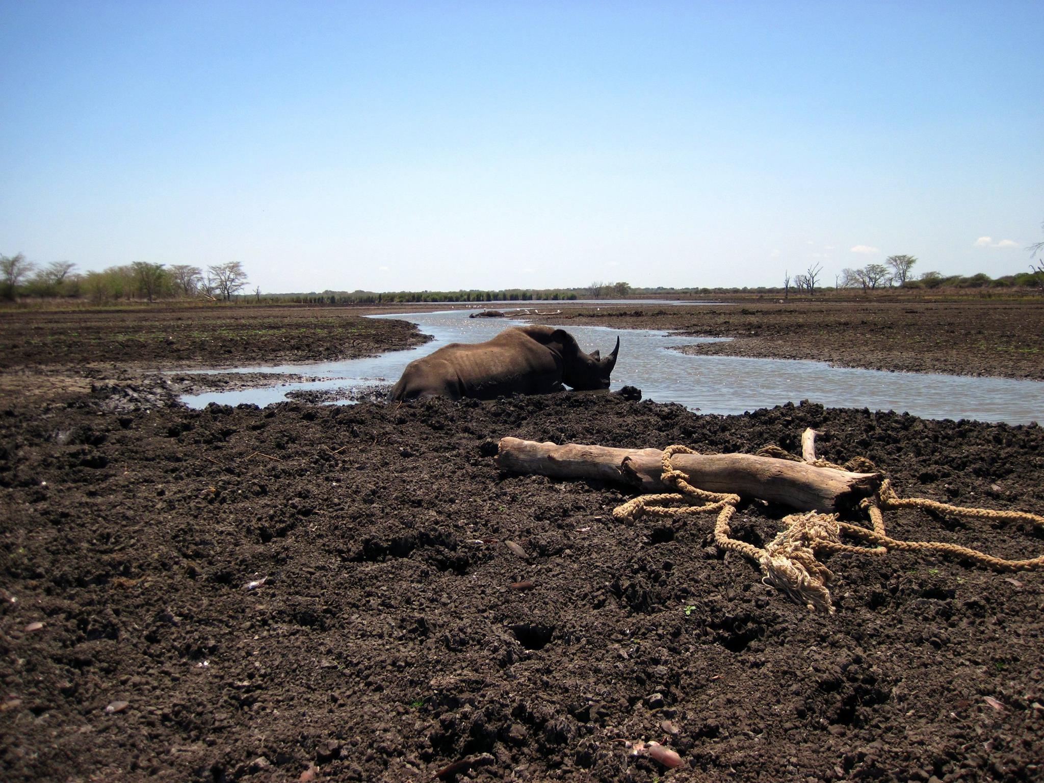 Drought Leaves Animals Stuck in the Mud. PHOTOS & SANParks' Plans ...