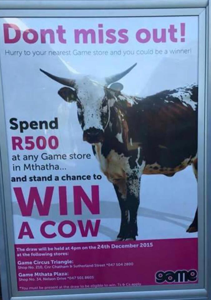 Cash Cow! Cow Give-Away Changed to Cash... - SA People