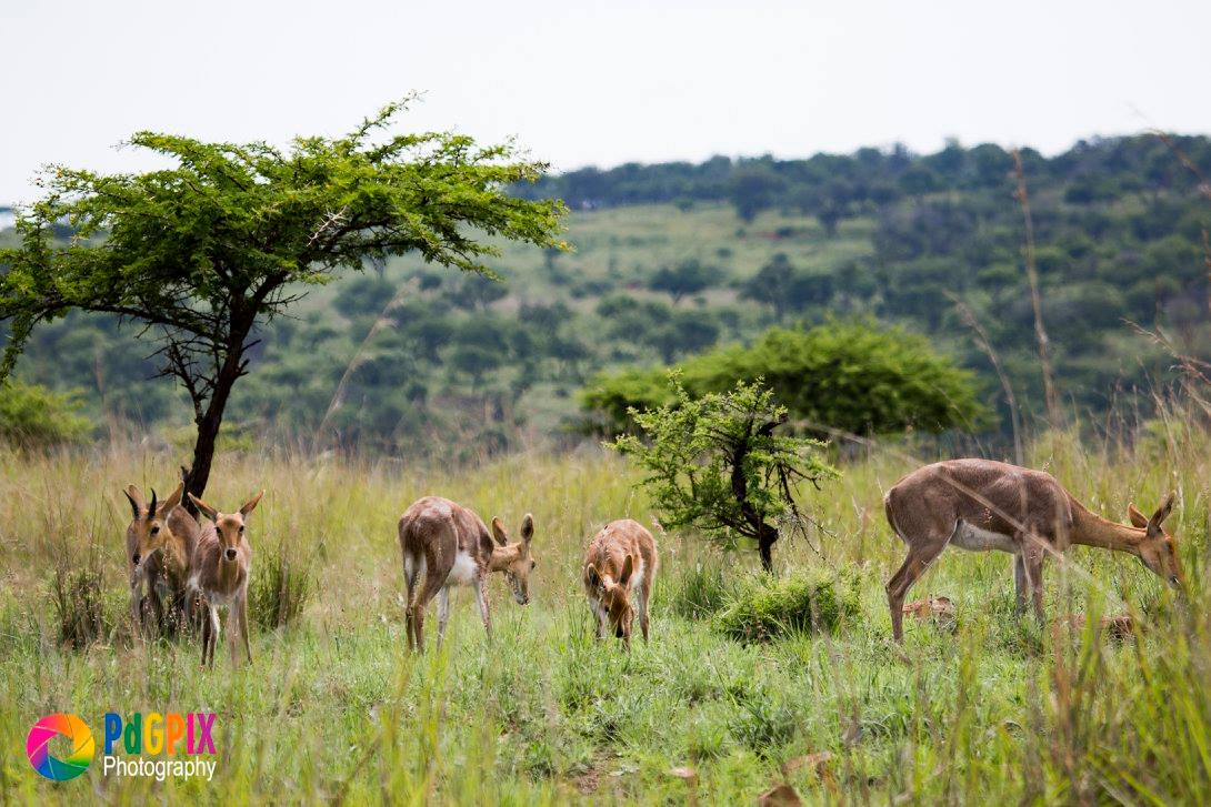 The African Bush - Sunsets, Wildlife and Wonderful Views - SA People
