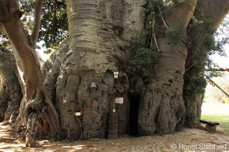 Branch Breaks on South Africa's Famous Sunland Big Baobab - SA People