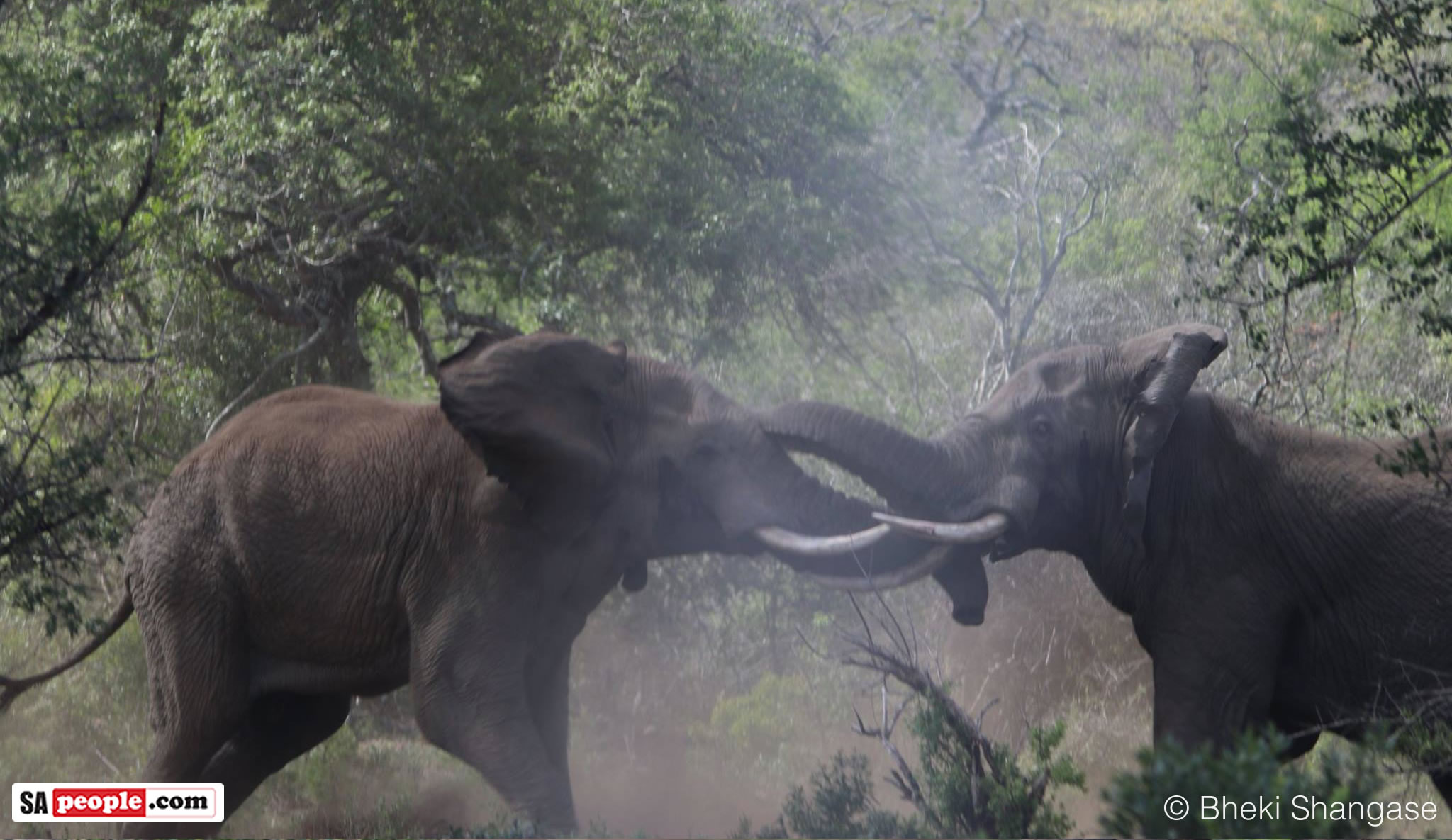 PICTURES: Elephants Battle It Out Tusk to Tusk - SA People