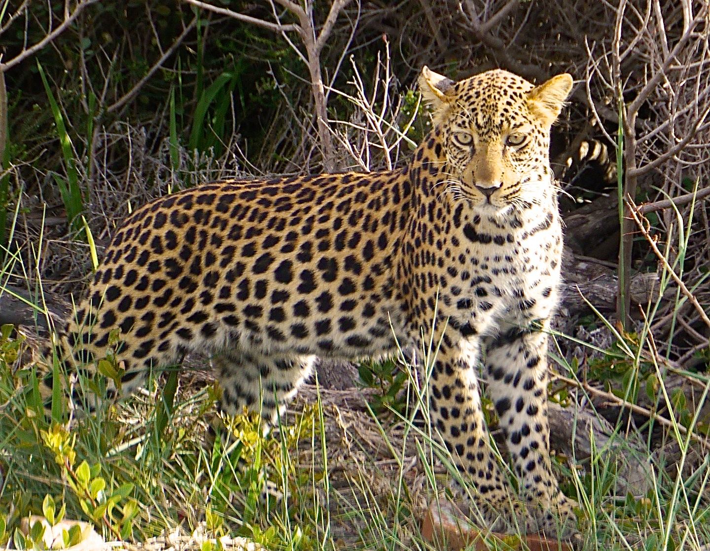 Video of "Leopard in My Garden", Betty's Bay, South Africa - SA People