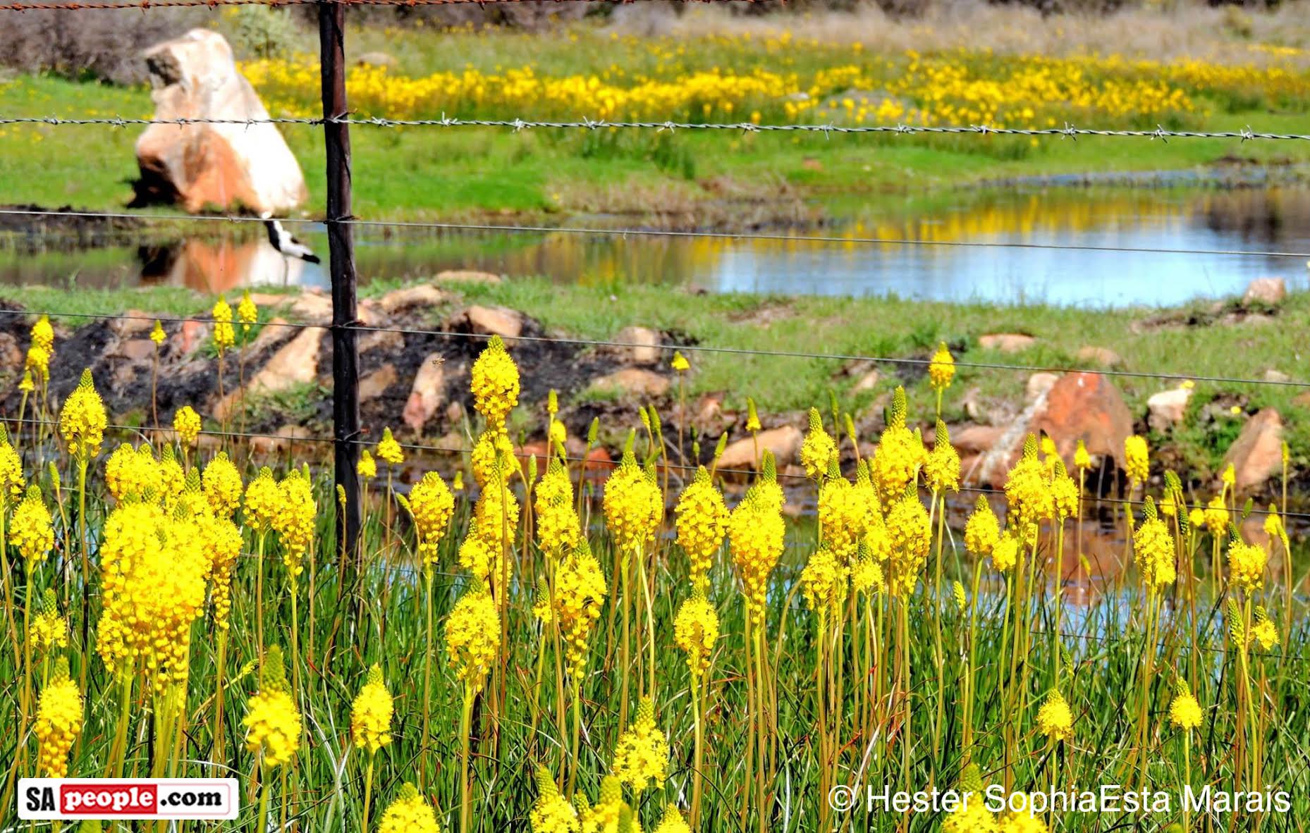 Fabulous Fields of Wild Flowers Flourish in South Africa - SA People