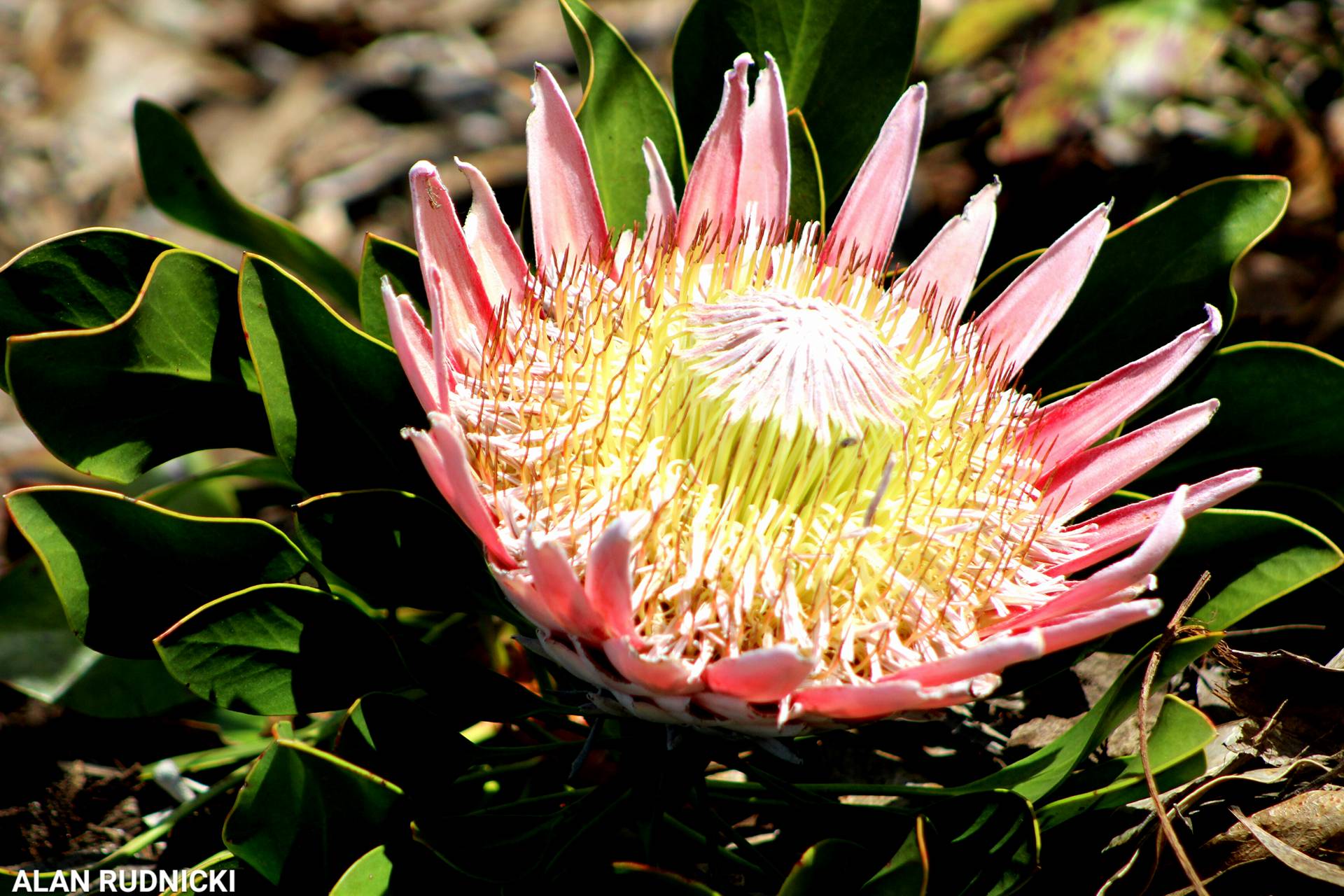 Breathtakingly Beautiful Protea Flowers in Kirstenbosch Gardens PHOTOS ...