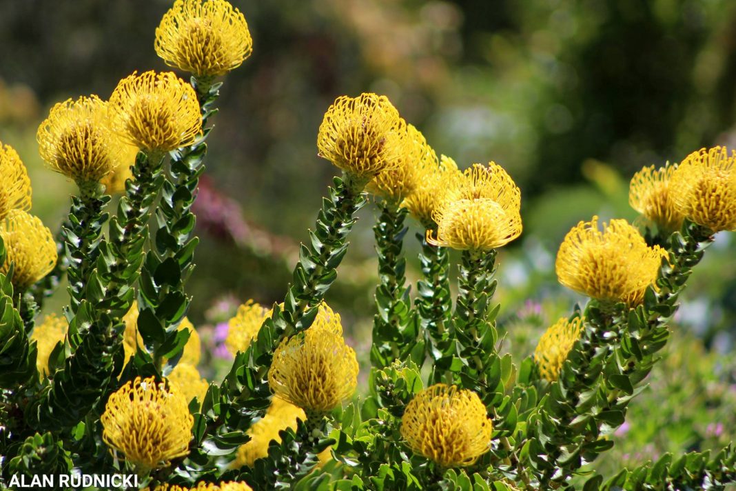 South Africa's Proteas: Identifying Every Type, Including SA's National ...