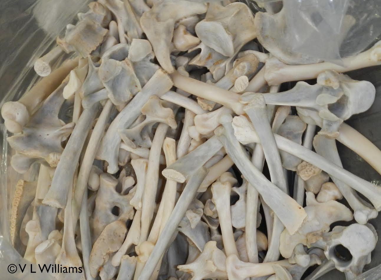 No Trust in South Africa's Lion Farming and Lion Bone Trade - SA People