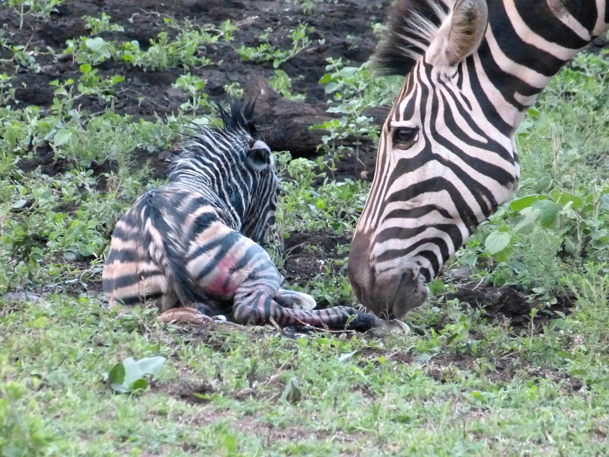 "Ag Siestog" - Amazing Video of Zebra Birth in the Kruger, South Africa ...