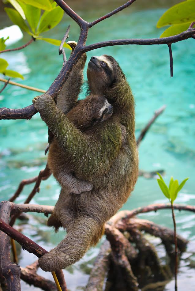 It's Official - Watching Nature Programmes Makes You Happier! - SA People