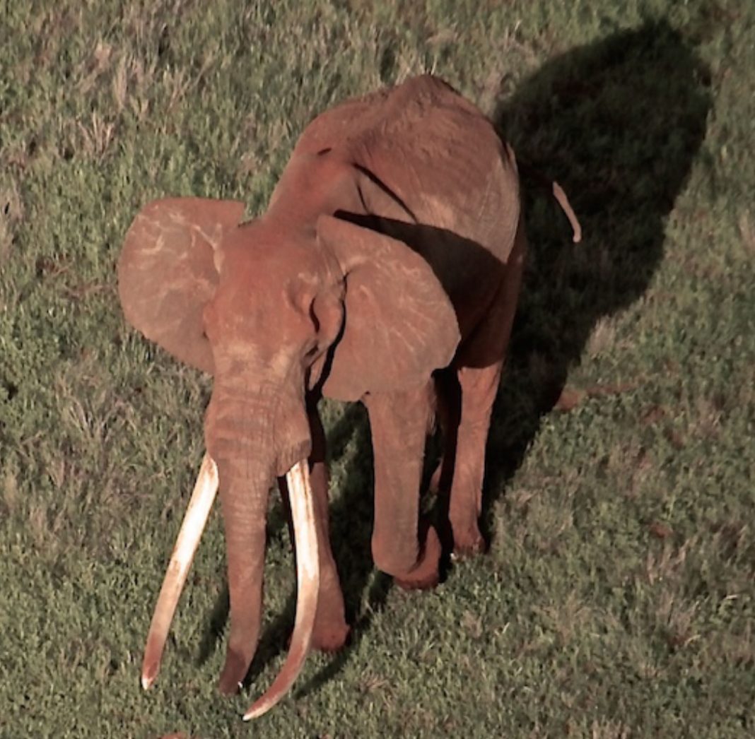 Haunting Photos of Iconic Big Tusker Satao II... Killed by Poachers ...