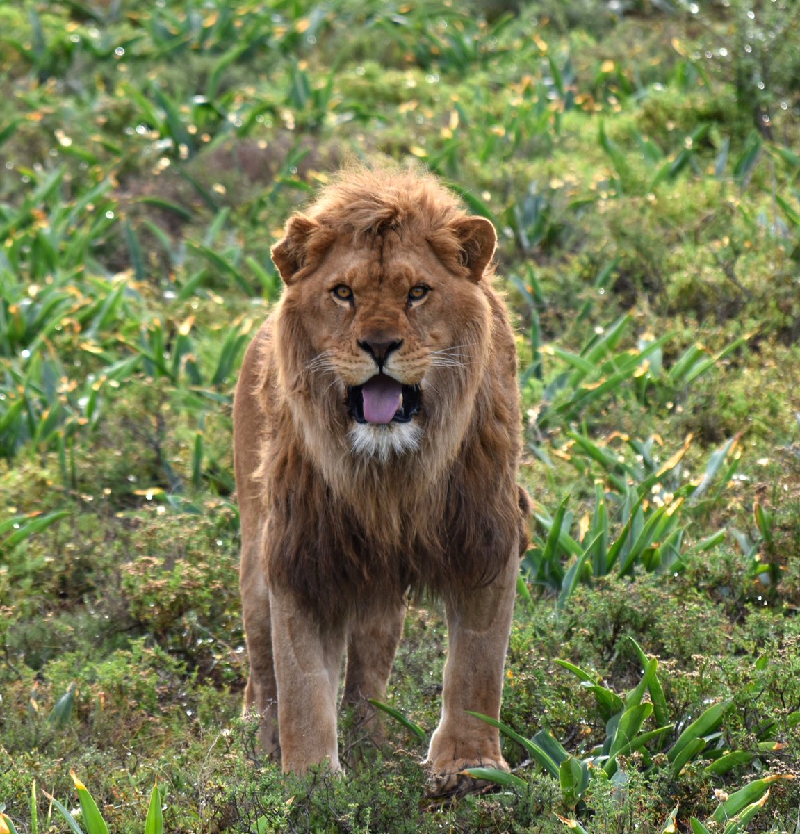 Rescued! Zoo and Pet Lions Travel from Europe to Start New Life in ...