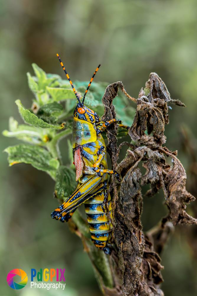 Incredible Close-Up Pictures of Insects in South Africa - SA People