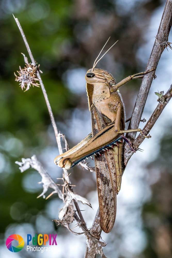 Incredible Close-Up Pictures of Insects in South Africa - SA People
