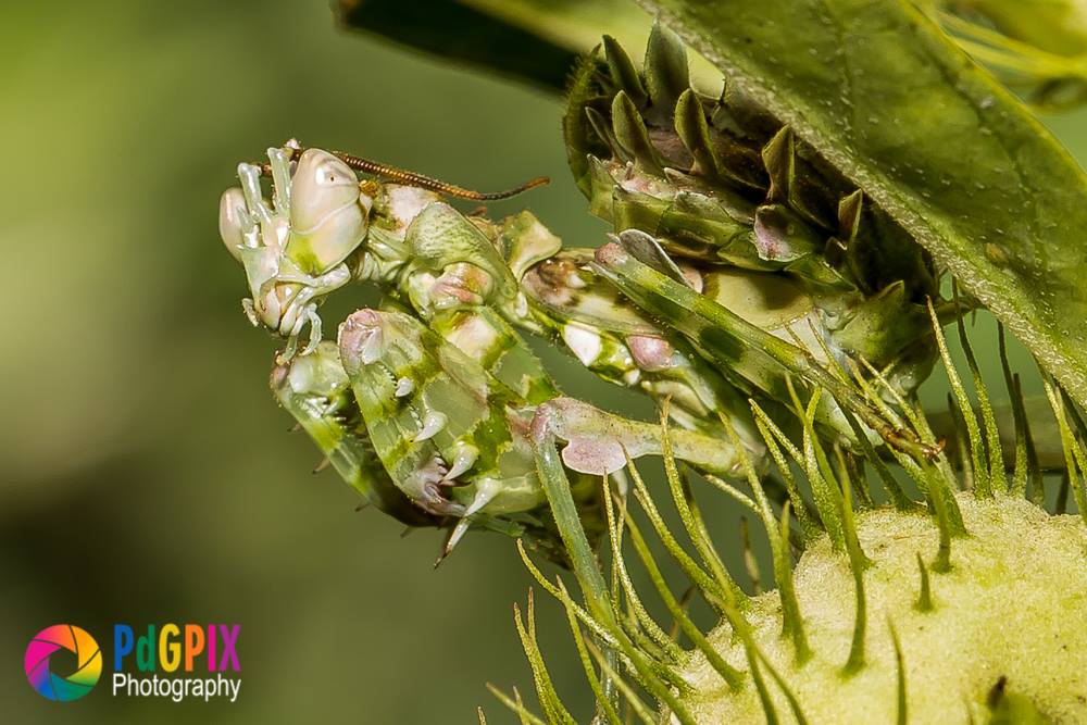 Incredible Close-Up Pictures of Insects in South Africa - SA People