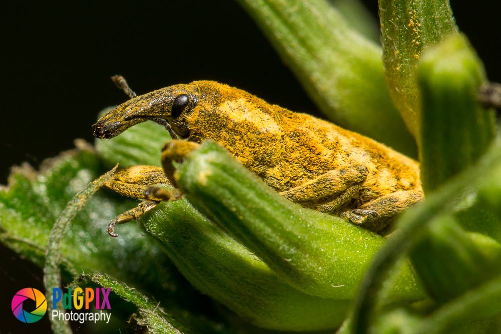 Incredible Close-Up Pictures of Insects in South Africa - SA People