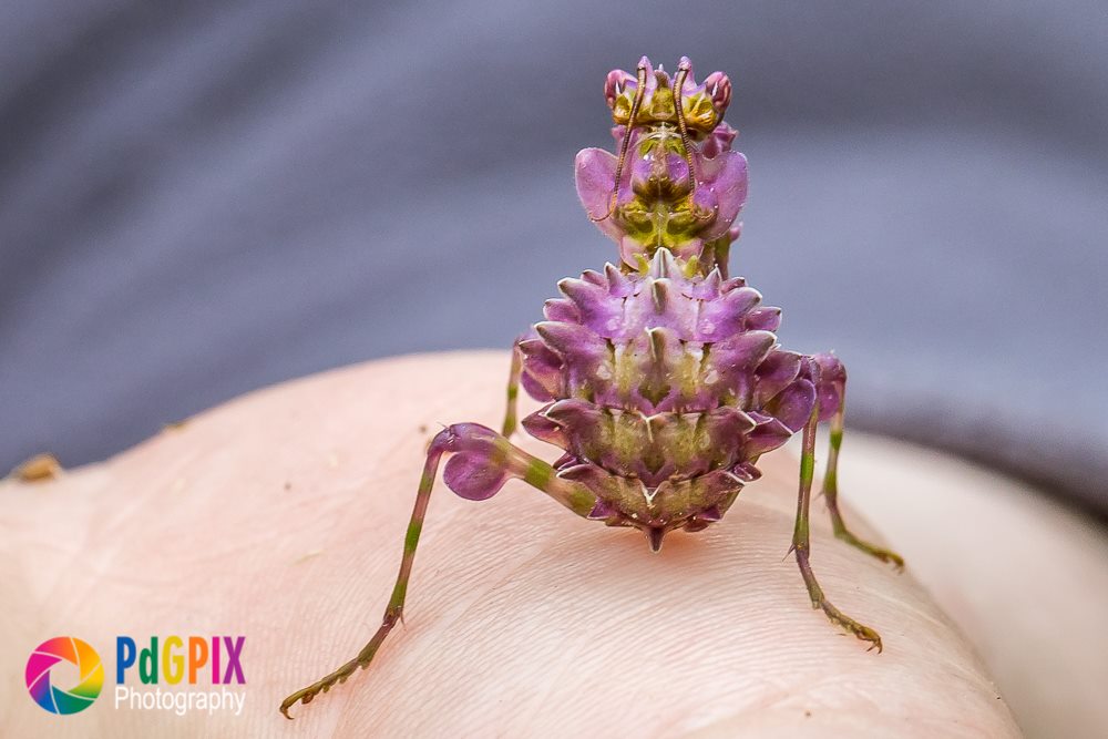 Incredible Close-Up Pictures of Insects in South Africa - SA People
