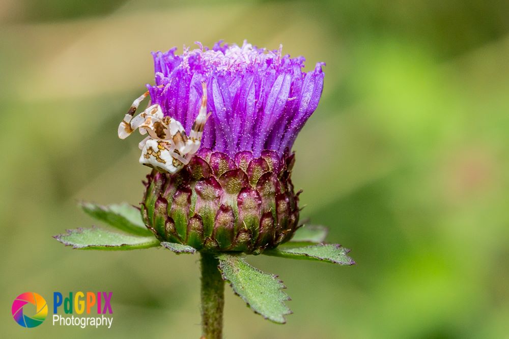 Incredible Close-Up Pictures of Insects in South Africa - SA People