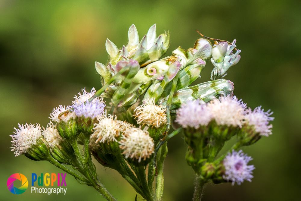 Incredible Close-Up Pictures of Insects in South Africa - SA People