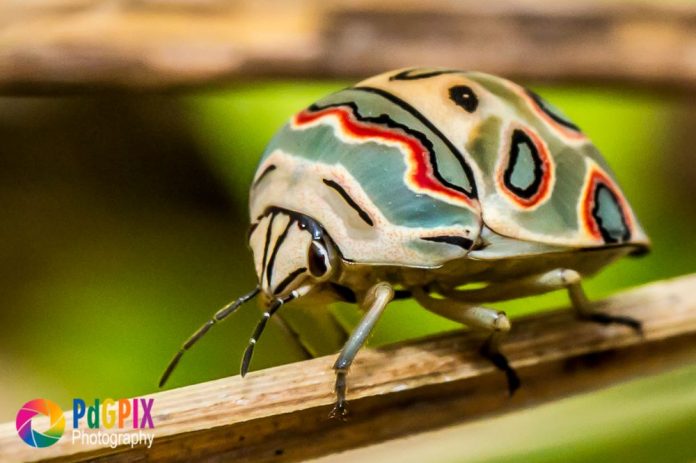 Incredible Close-Up Pictures of Insects in South Africa - SA People