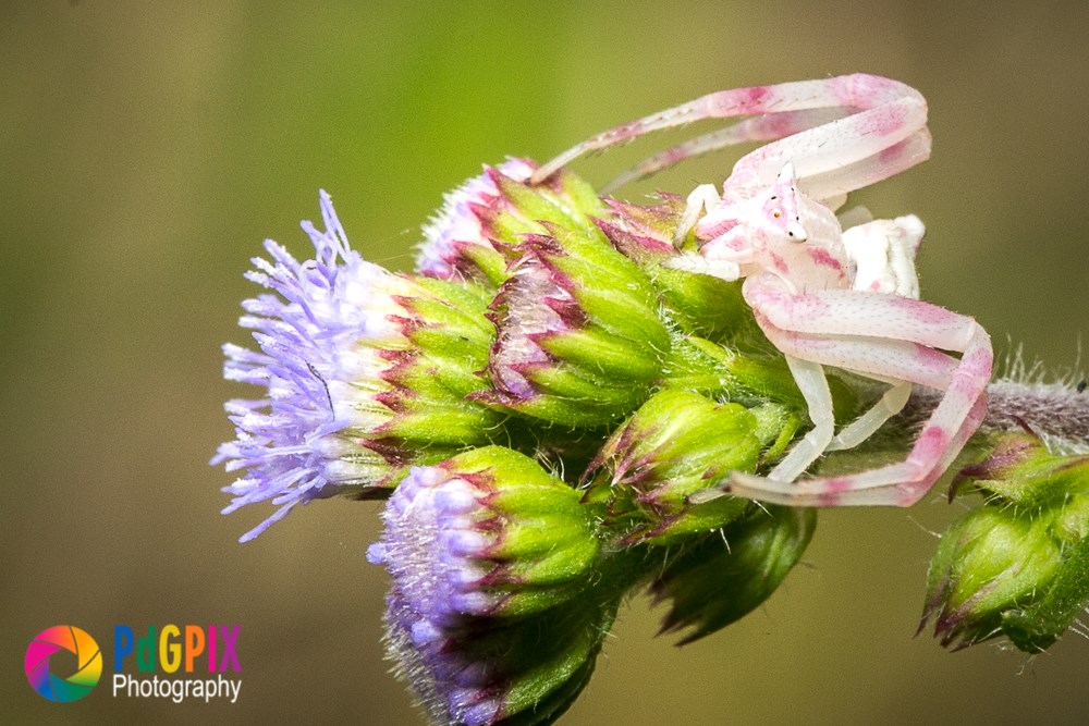 Incredible Close-Up Pictures of Insects in South Africa - SA People