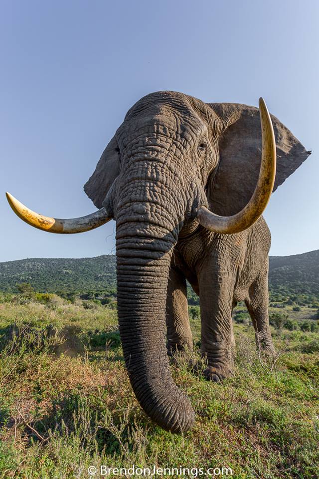 Five Fascinating Elephant Photos and Facts - SA People Five Fascinating Elephant Photos and Facts - SA People