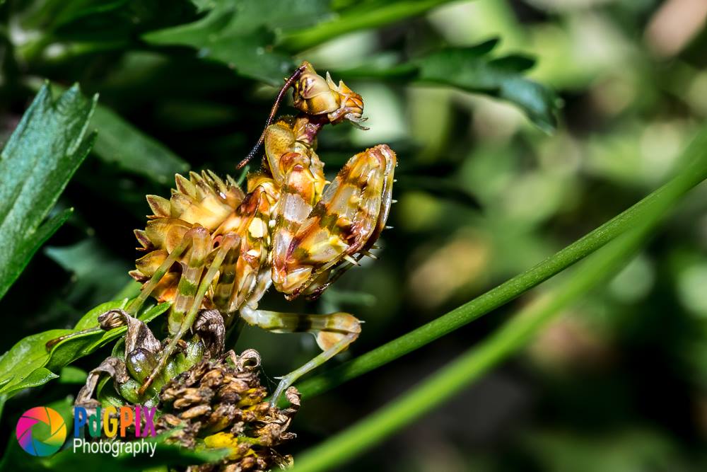 Incredible Close-Up Pictures of Insects in South Africa - SA People