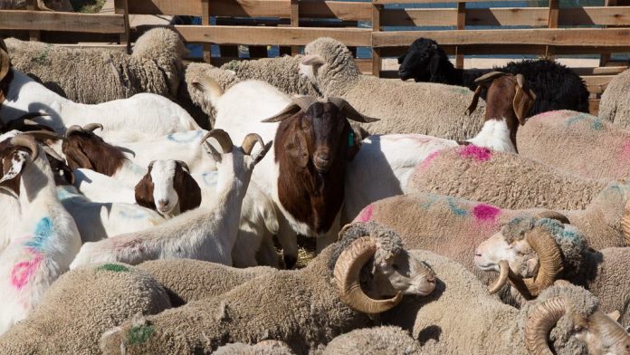 "I Had a Farm in... Durban!" 100 Sheep Hanging Out in a Suburban Garden ...