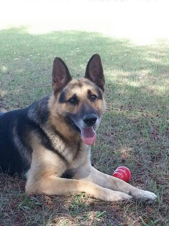 Hero K9 Police Dog Kojak's Final Salute - SA People