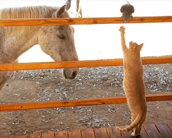 Meet South Africa's 'Rhino Whisperer', Jamie Traynor - SA People