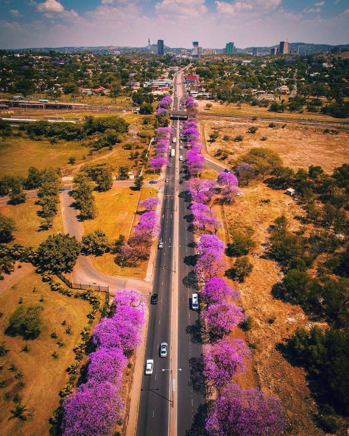 SA Tourism Tempts with Stunning Jacaranda Photos - SA People