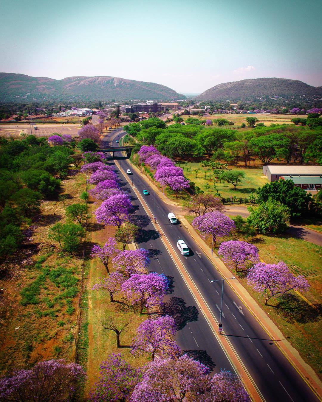 SA Tourism Tempts with Stunning Jacaranda Photos - SA People