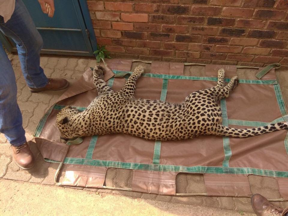 Watch Wild Leopard Charge Vet on the East Rand, South Africa! - SA People