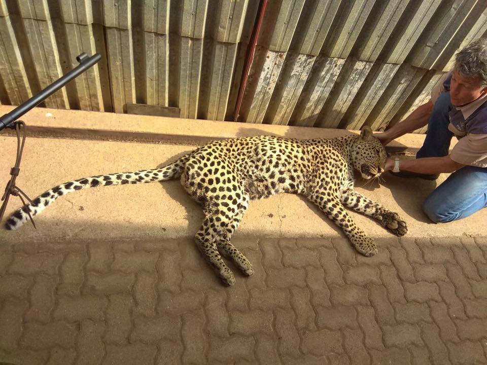 Watch Wild Leopard Charge Vet on the East Rand, South Africa! - SA People