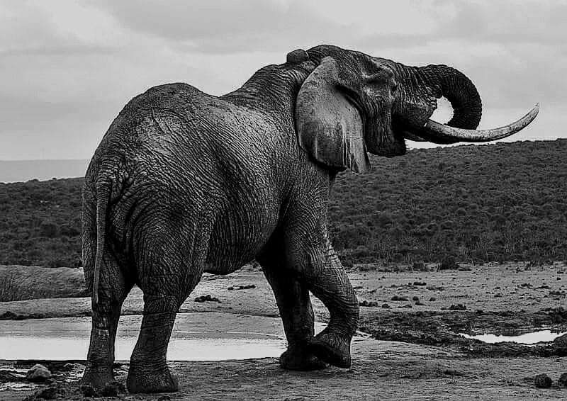 Addo Elephant National Park Sadly Loses Legendary Large Bull - SA People