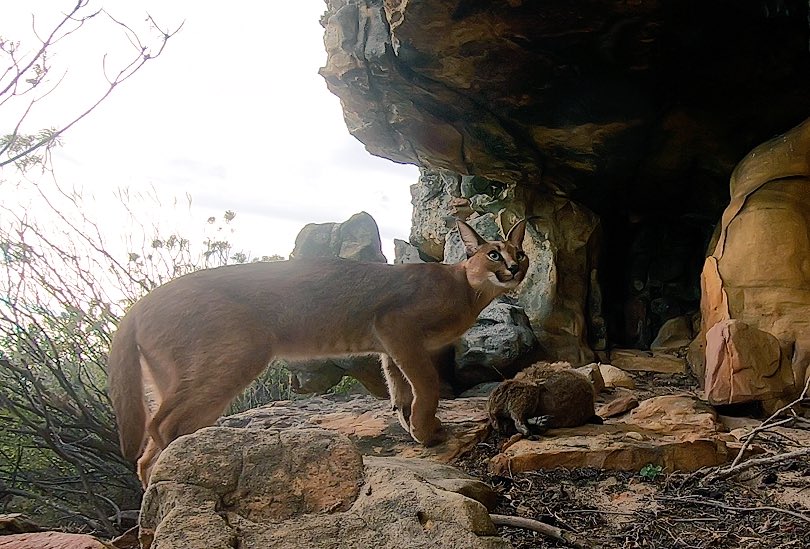 Rare Footage of Table Mountain Caracal - SA People