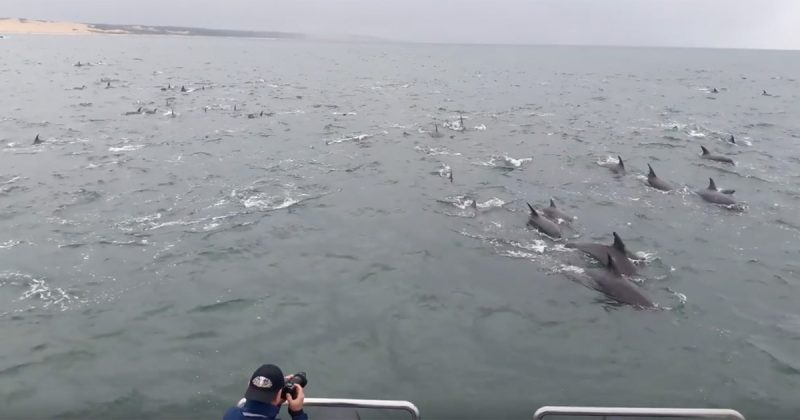 WATCH Stunning School of Bottlenose Dolphins off Eastern Cape Coast ...