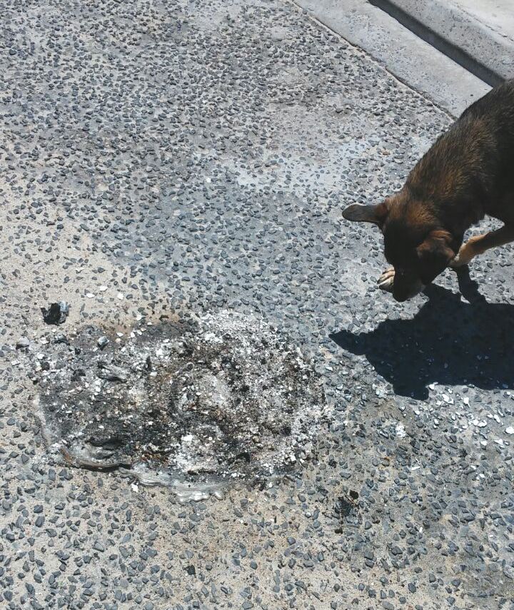 Cat Set On Fire: Khayelitsha Clinic Appeals For Community To Stand Up ...