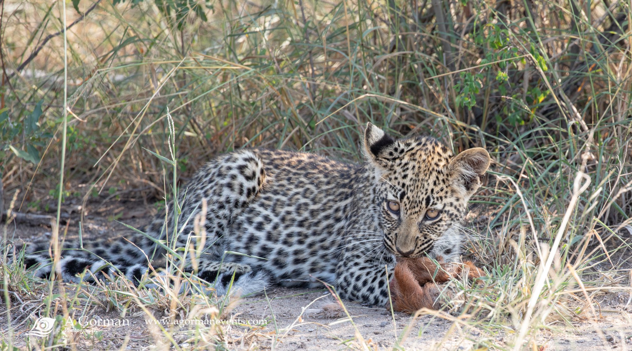 PHOTOS of Leopard Super Mom with Three Cubs - SA People
