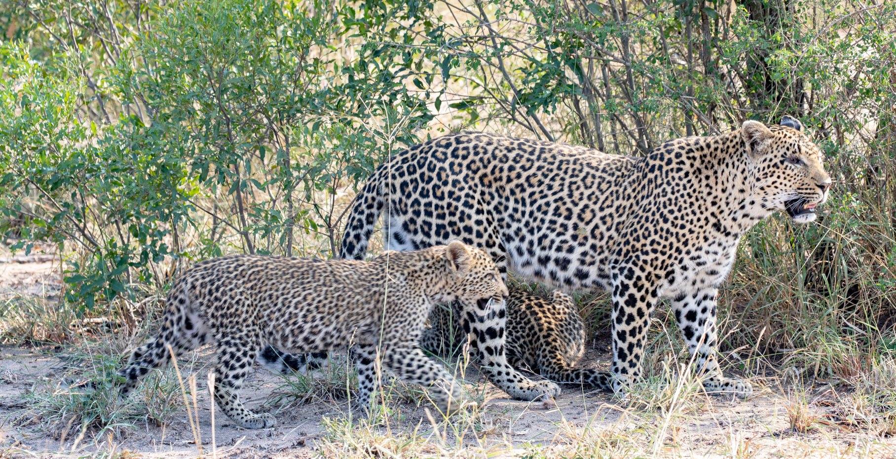PHOTOS of Leopard Super Mom with Three Cubs - SA People