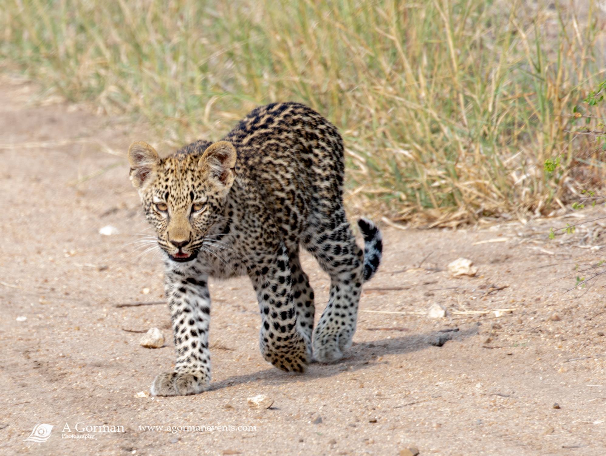 PHOTOS of Leopard Super Mom with Three Cubs - SA People
