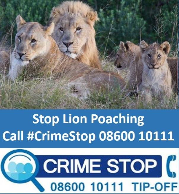 South African Police Launch Manhunt for Lion Poachers - SA People