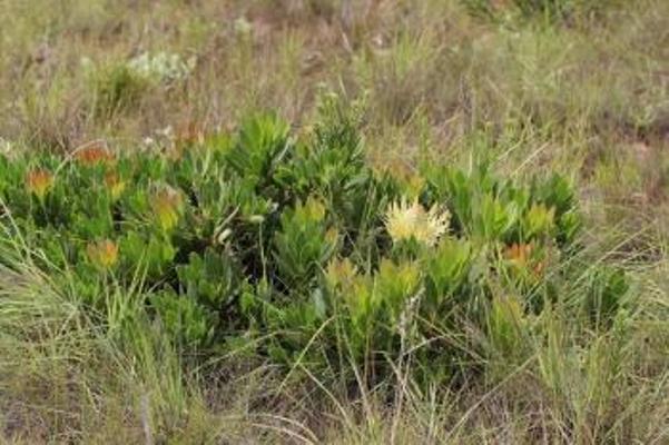 South Africa's Proteas: Identifying Every Type, Including SA's National ...