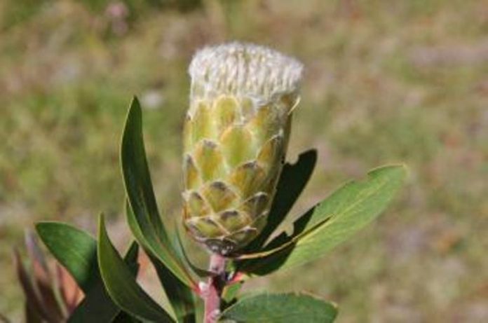 South Africa's Proteas: Identifying Every Type, Including SA's National ...